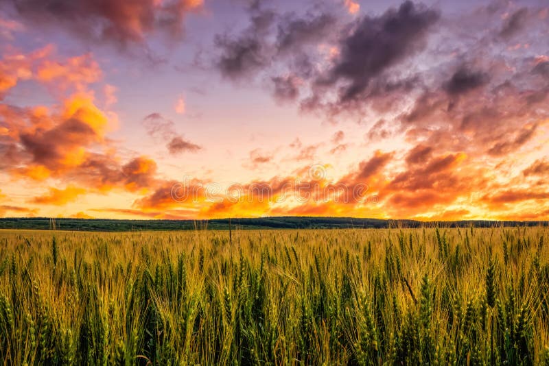 Sunset or Sunrise on a Rye Field with Golden Ears and a Cloudy Sky ...