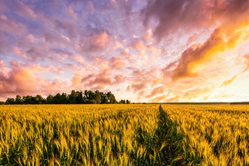Sunset or Sunrise on a Rye Field with Golden Ears and a Cloudy Sky ...
