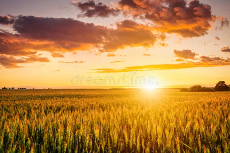 Sunset or Sunrise on a Rye Field with Golden Ears and a Cloudy Sky ...