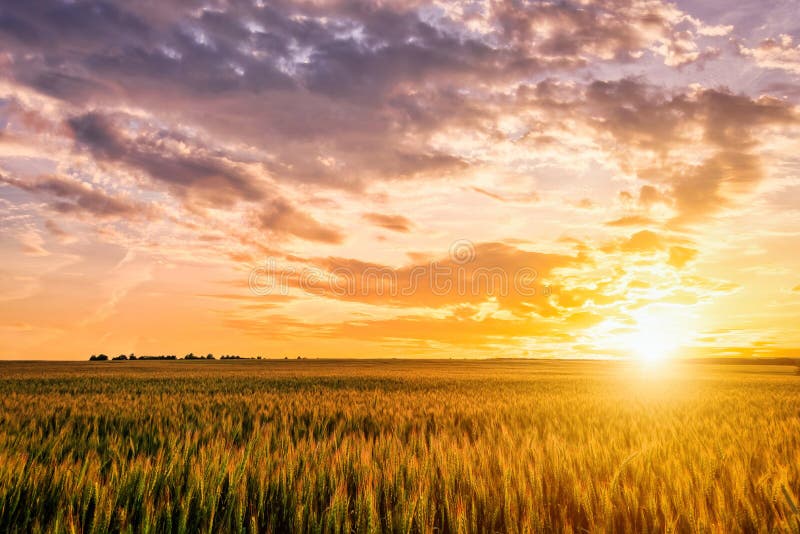 Sunset or Sunrise on a Rye Field with Golden Ears and a Cloudy Sky ...