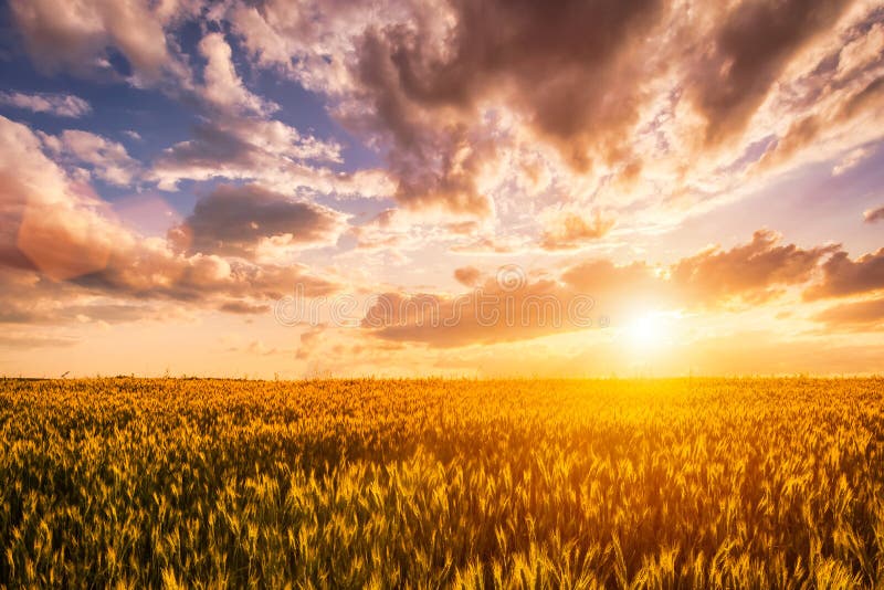 Sunset or Sunrise on a Rye Field with Golden Ears and a Cloudy Sky ...