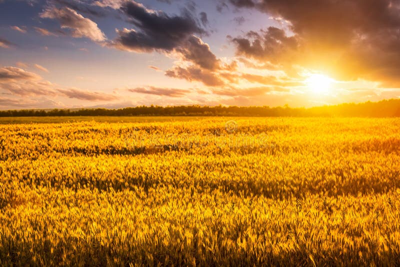 Sunset or Sunrise on a Rye Field with Golden Ears and a Cloudy Sky ...
