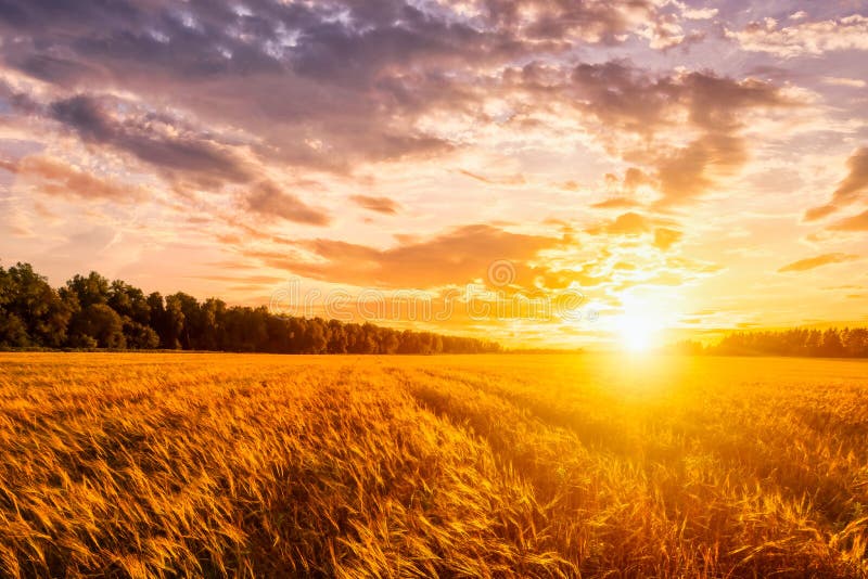 Sunset or Sunrise on a Rye Field with Golden Ears and a Cloudy Sky ...