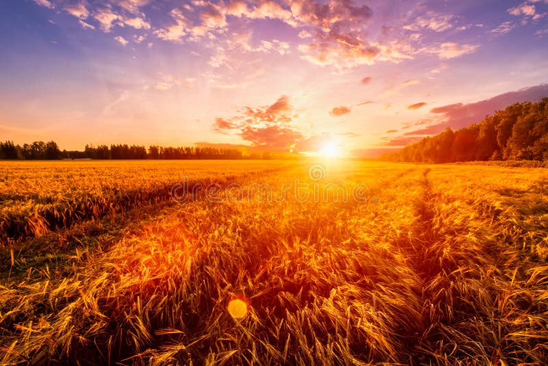 Sunset or Sunrise on a Rye Field with Golden Ears and a Cloudy Sky ...