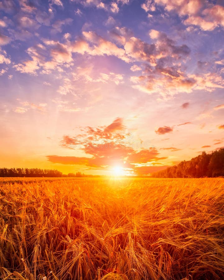 Sunset or Sunrise on a Rye Field with Golden Ears and a Cloudy Sky ...