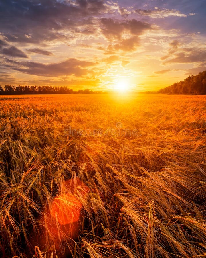 Sunset or Sunrise on a Rye Field with Golden Ears and a Cloudy Sky ...