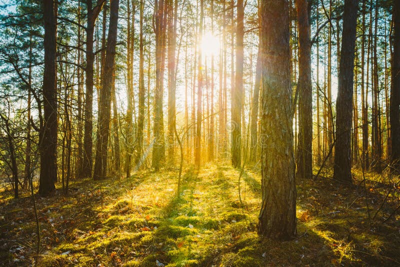 Sunset Sunrise in Spring Coniferous Forest Trees Stock Image - Image of ...
