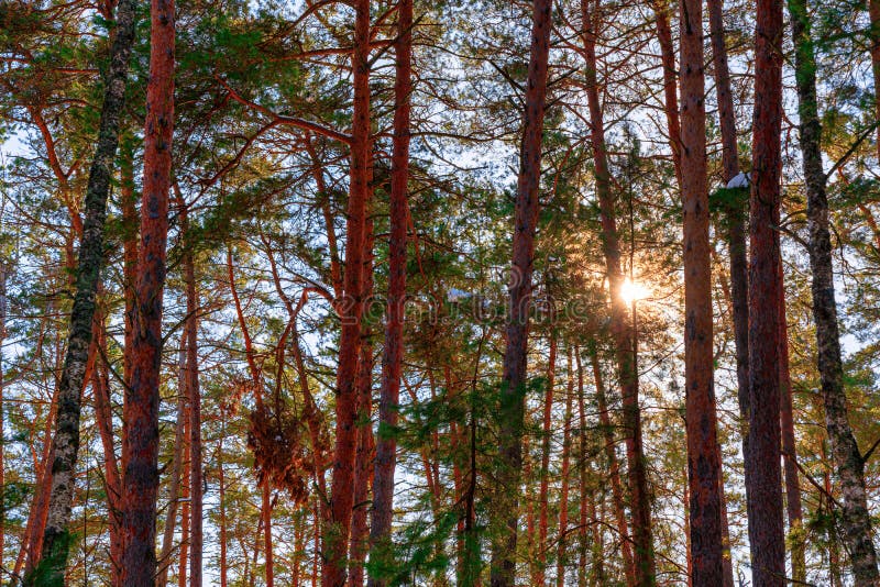 Sunset or Sunrise in the Spring Pine Forest Covered with a Snow ...