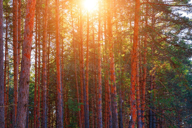 Sunset or Sunrise in the Spring Pine Forest Covered with a Snow ...