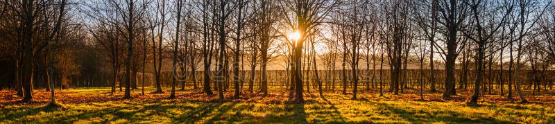 Sunset or Sunrise through Trees Panorama Web Banner Stock Photo - Image ...