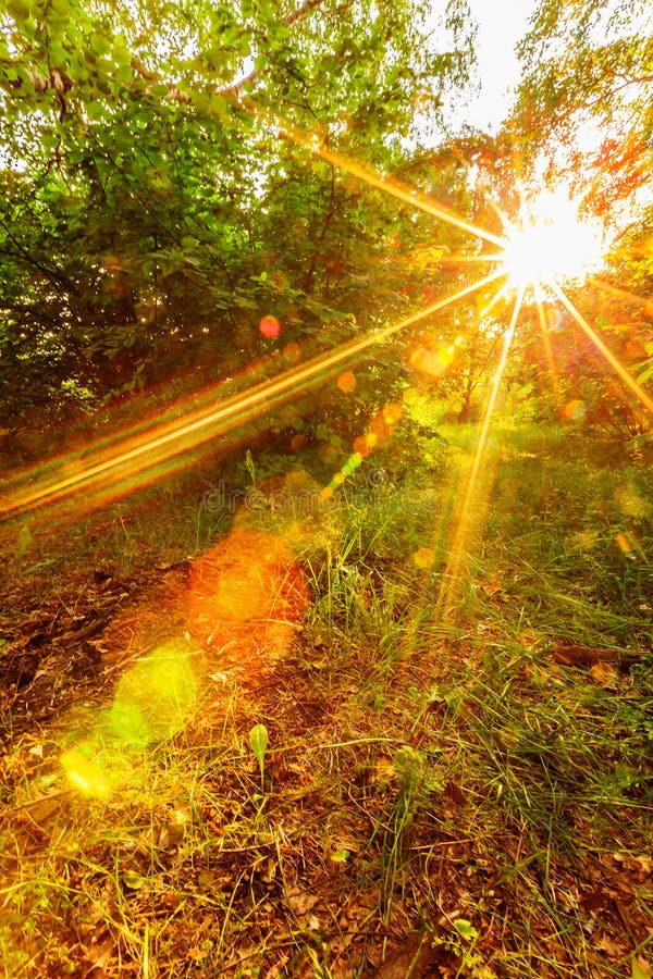 Sunset sunshine in forest stock photo. Image of seasonal - 41507896