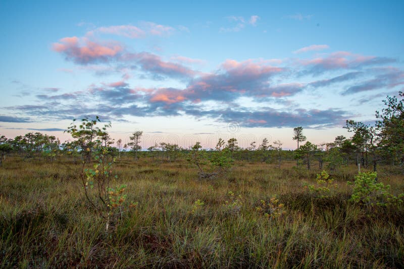 Sunset in Swamp Area with Empty Sky Stock Photo - Image of wood, field ...
