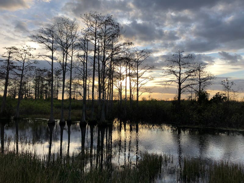 Sunset in the swamp stock photo. Image of marsh, gulf - 110817056