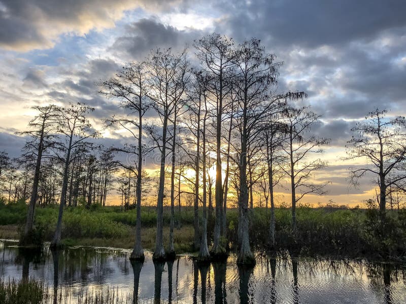 Sunset in the swamp stock photo. Image of decayed, everglades - 110817074