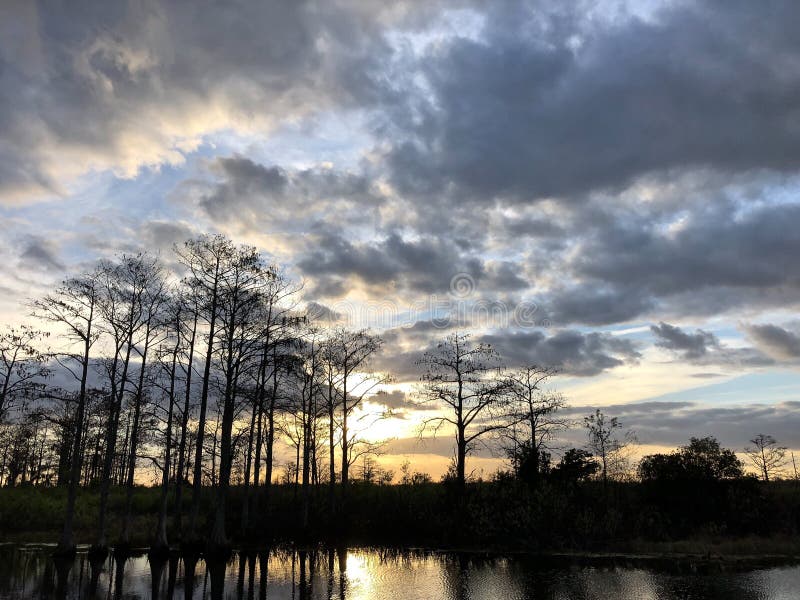 Sunset in the swamp stock photo. Image of nature, forest - 110817080