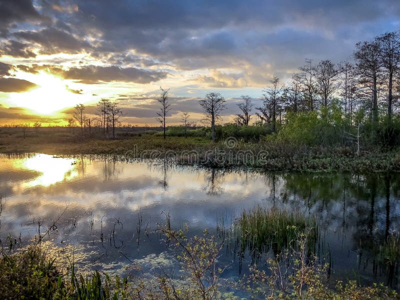 Sunset in the swamp stock image. Image of carolina, florida - 110817119