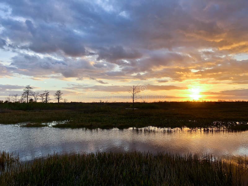 Sunset in the swamp stock image. Image of pastel, grass - 110817223