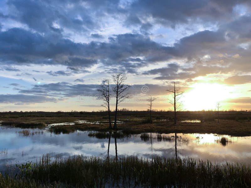 Sunset in the swamp stock photo. Image of florida, mist - 110817250