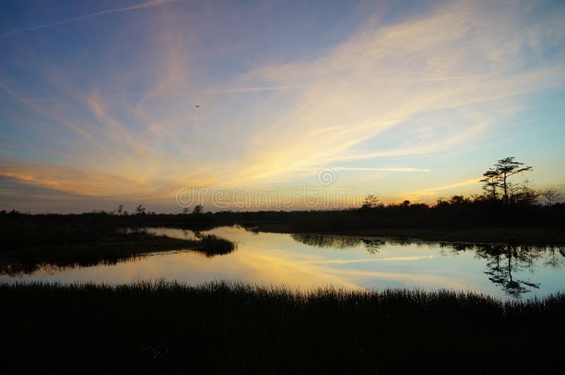 Sunset in the swamp stock photo. Image of cane, dawn - 165504264