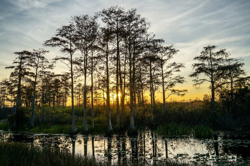 Sunset in the swamp stock photo. Image of forest, gulf - 167530906