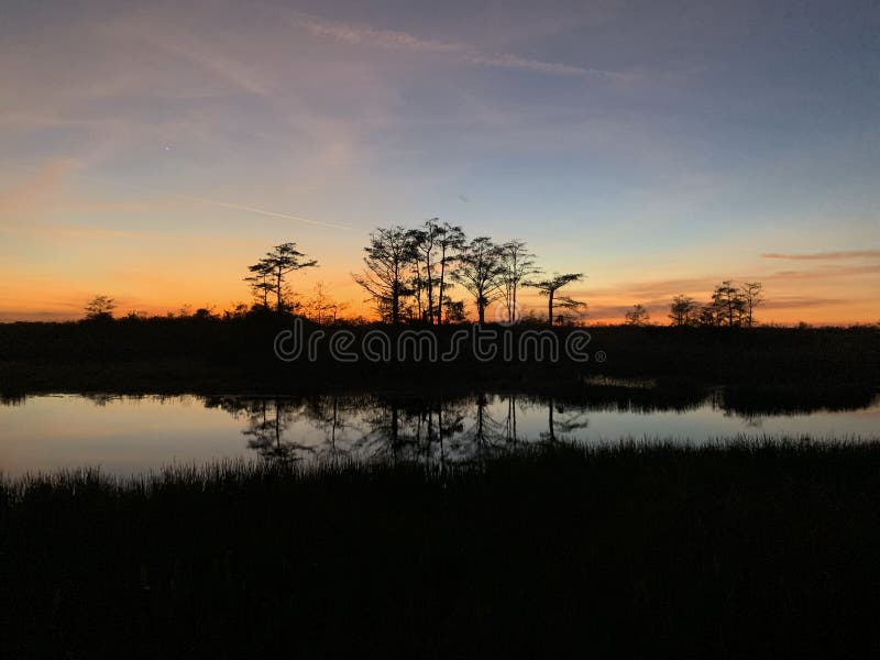 Sunset in the swamp stock image. Image of lake, forest - 167973305