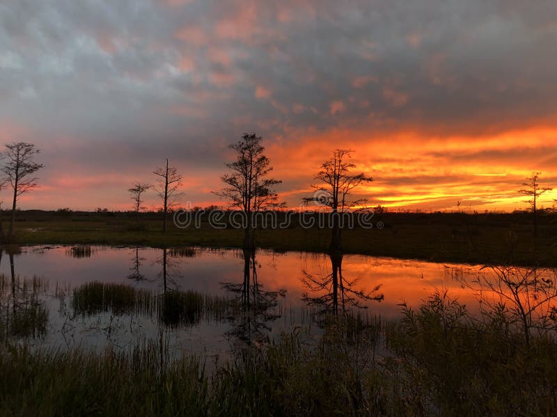 Sunset in the Swamps Off Florida Stock Photo - Image of everglades ...