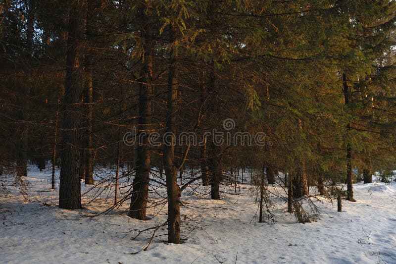 Sunset in taiga stock photo. Image of autumn, taiga, tree - 91286094