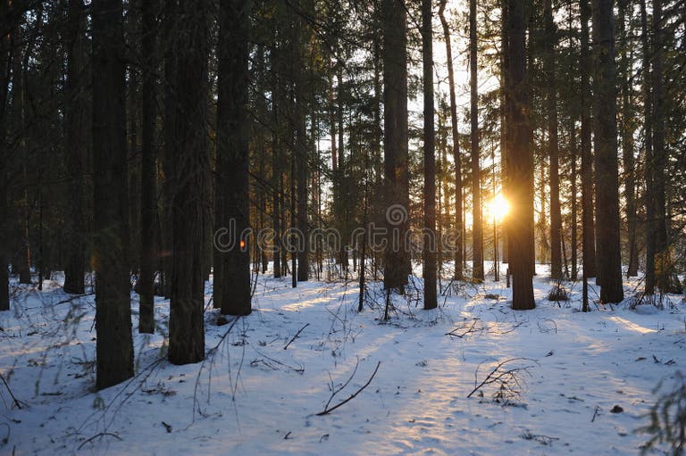 Sunset in taiga stock image. Image of snow, cold, beauty - 91286139