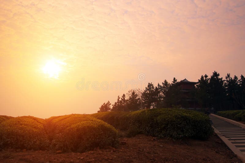 Sunset tea stock image. Image of trees, green, shrubs - 19202229