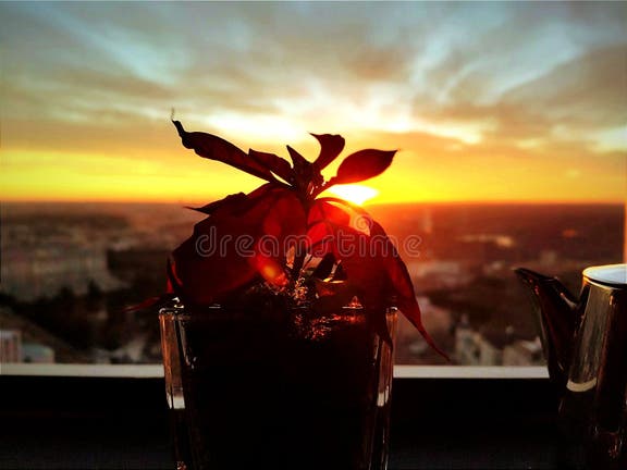 Sunset tea stock photo. Image of sunset, madrid, warm - 259033404