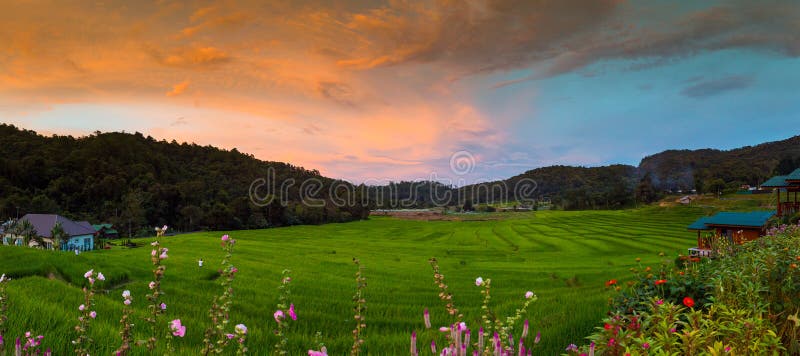Sunset Terraced Rice Field in Chiangmai Stock Photo - Image of east ...