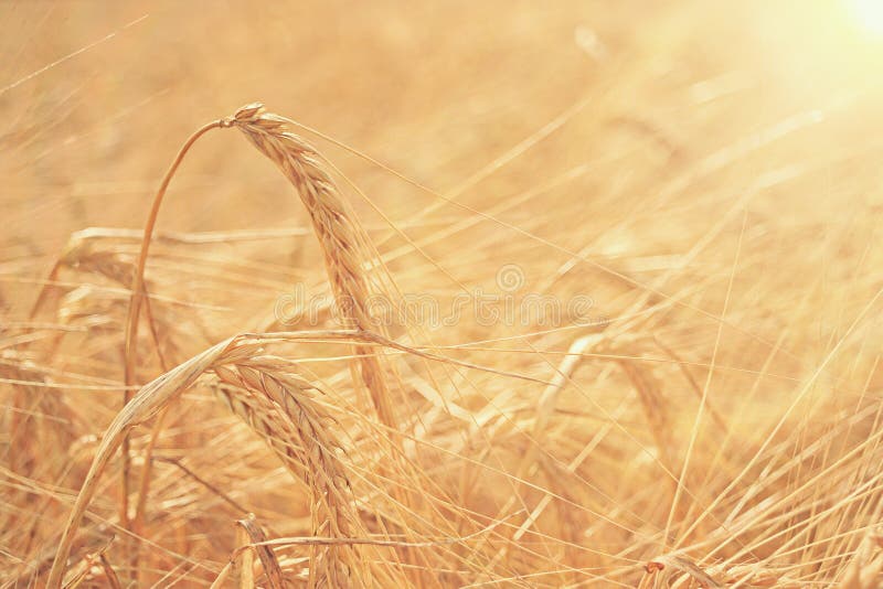 Sunset texture barley stock photo. Image of detail, food - 55327420