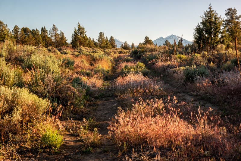 Three Sisters Mountains Surrounded by Juniper Trees in Bend Oregon ...