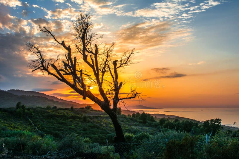 Sunset Time on the Mountain with Big Tree, Sunset through an Oak Tree ...