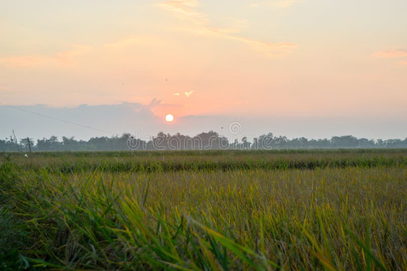 Sunset time at rice fields stock photo. Image of green - 100925316