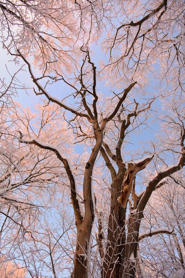 Sunset in Toila-Oru park. stock image. Image of urban - 12642381