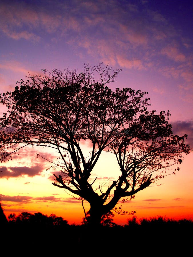 Sunset and tree 01 stock photo. Image of magenta, silhouettes - 1832358