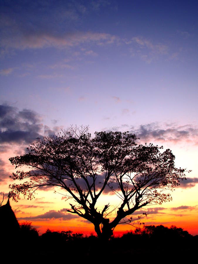 Sunset and tree 01 stock photo. Image of magenta, silhouettes - 1832358