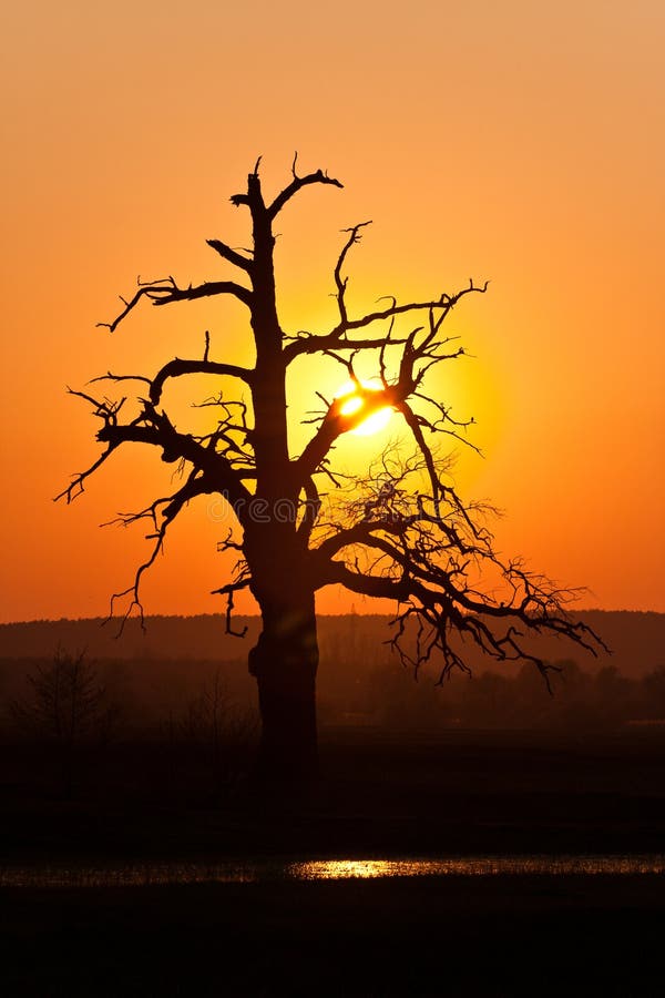 Sunset tree stock photo. Image of range, silhuette, ecology - 14026828
