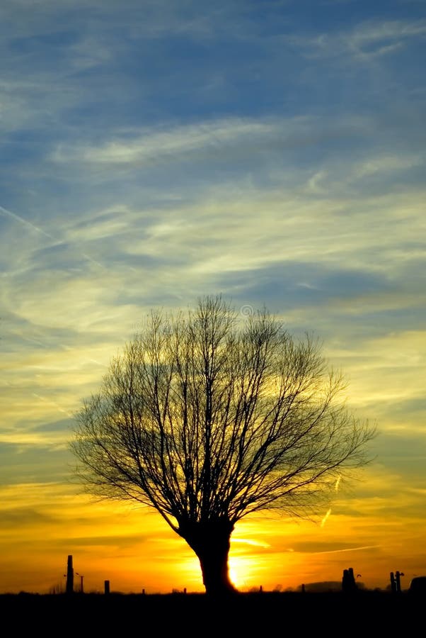 Sunset Tree Silhouette 2 stock image. Image of sunset - 9120487