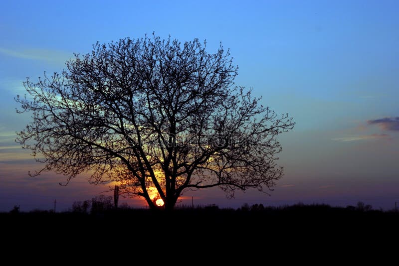 Sunset with a tree stock image. Image of sunligjt, sunset - 2975231