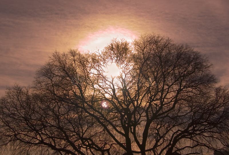 Sunset tree stock image. Image of dark, vegetation, gold - 66593