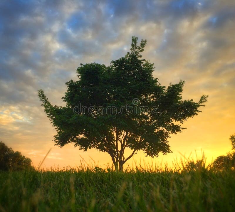Sunset tree stock photo. Image of summer, hill, green - 43034122