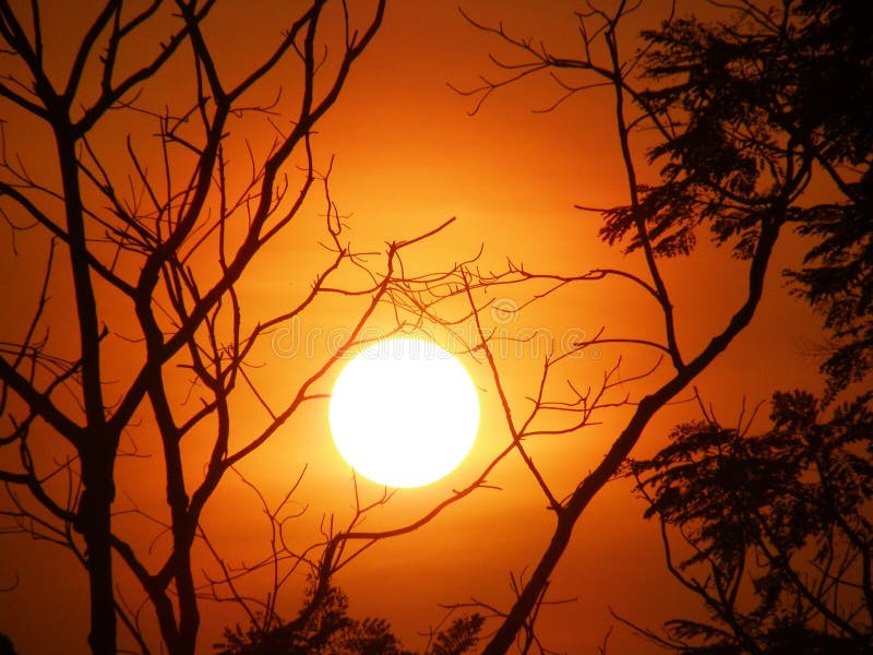 Sunset with Tree Branch at Evening Time Stock Photo - Image of ...