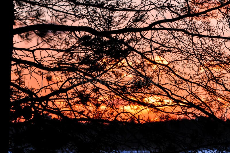 Sunset through Tree Branches Stock Image - Image of blossom, lonely ...