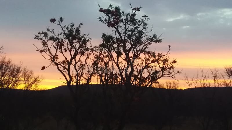 Sunset Tree Clowds Bushveld Beauty Stock Image - Image of bushveld ...