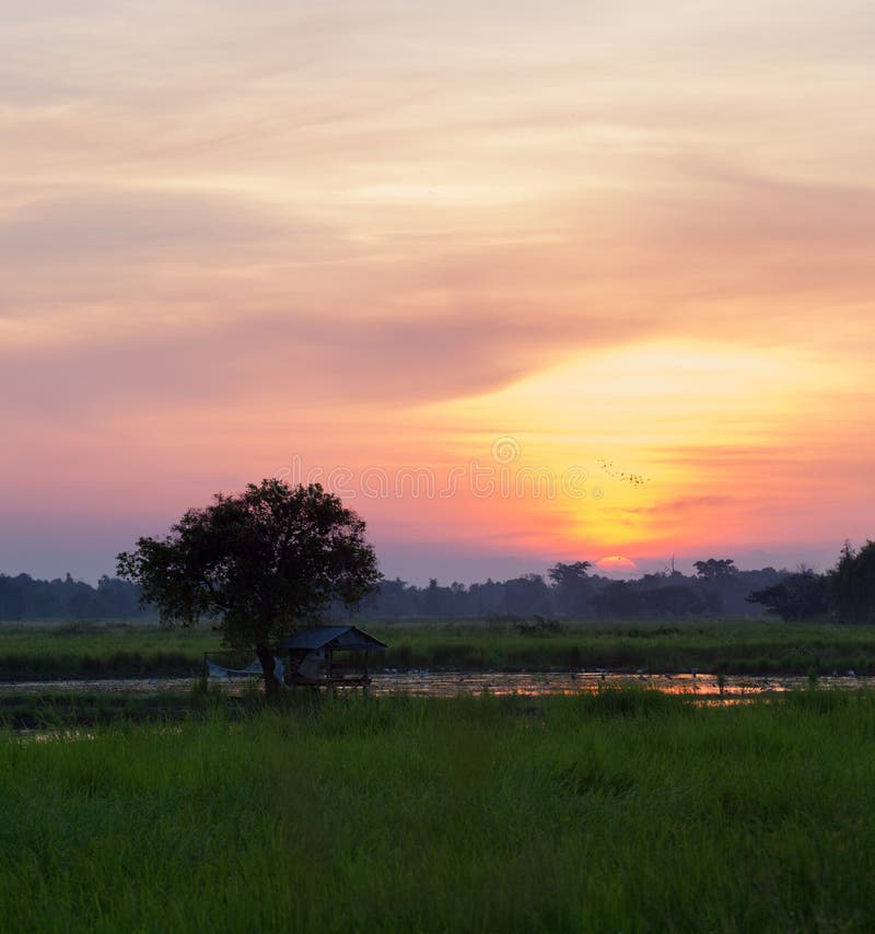 Sunset tree farm stock photo. Image of spring, scenic - 91019124