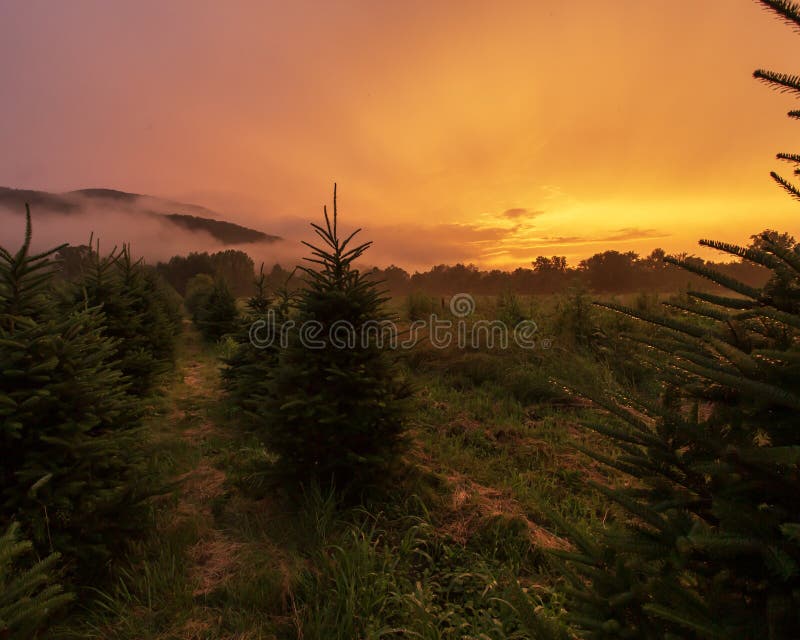 Sunset and evergreen stock photo. Image of sunset, tree - 156839002