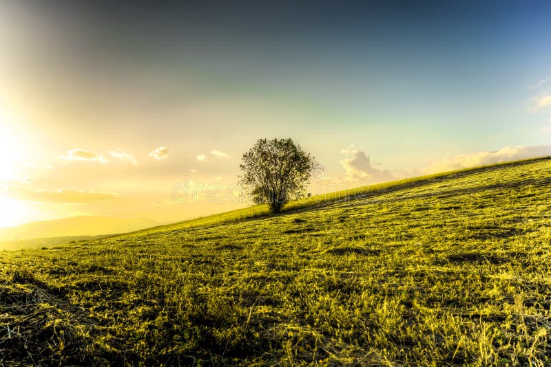 Sunset tree stock photo. Image of scenic, picturesque - 40366470