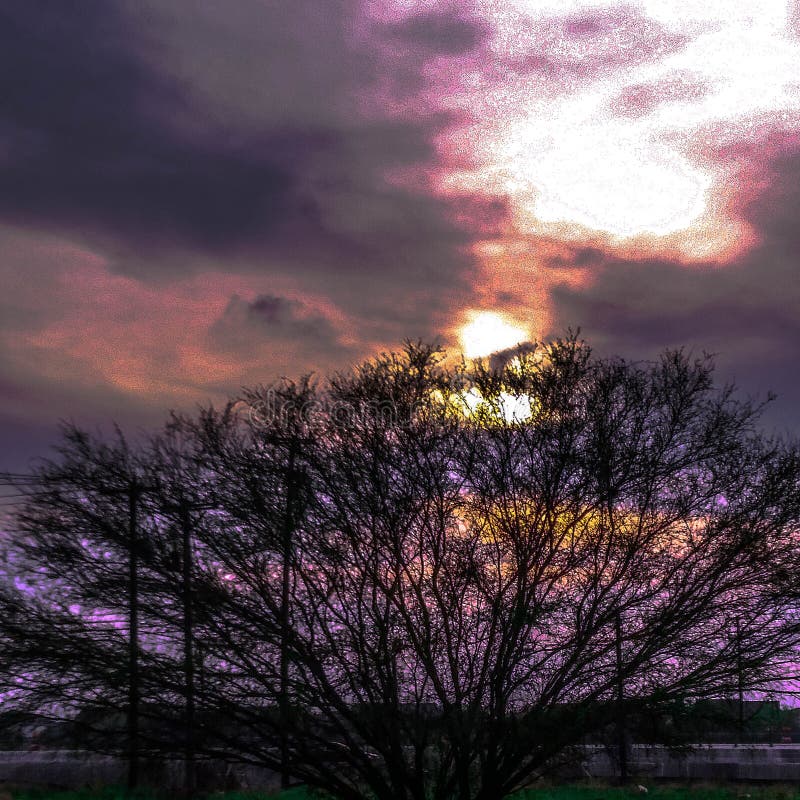 Sunset - Tree Foreground stock image. Image of sunset - 87494033